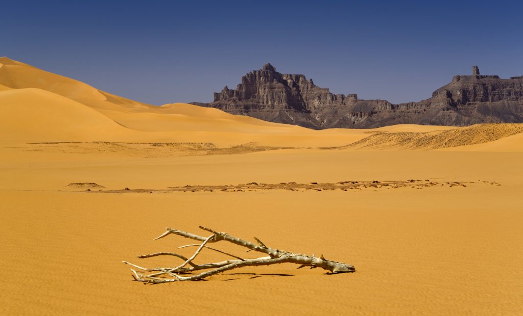 dead tree limb on desert sand - Karen Commins